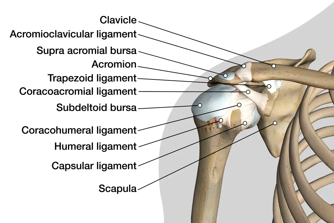 Swimmer's shoulder: Symptoms, causes and how to treat it | 220 Triathlon