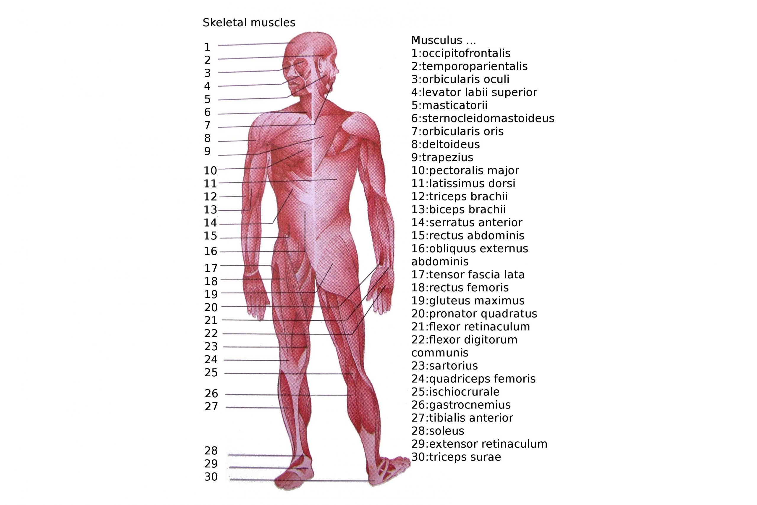 What muscles does running work? | 220 Triathlon