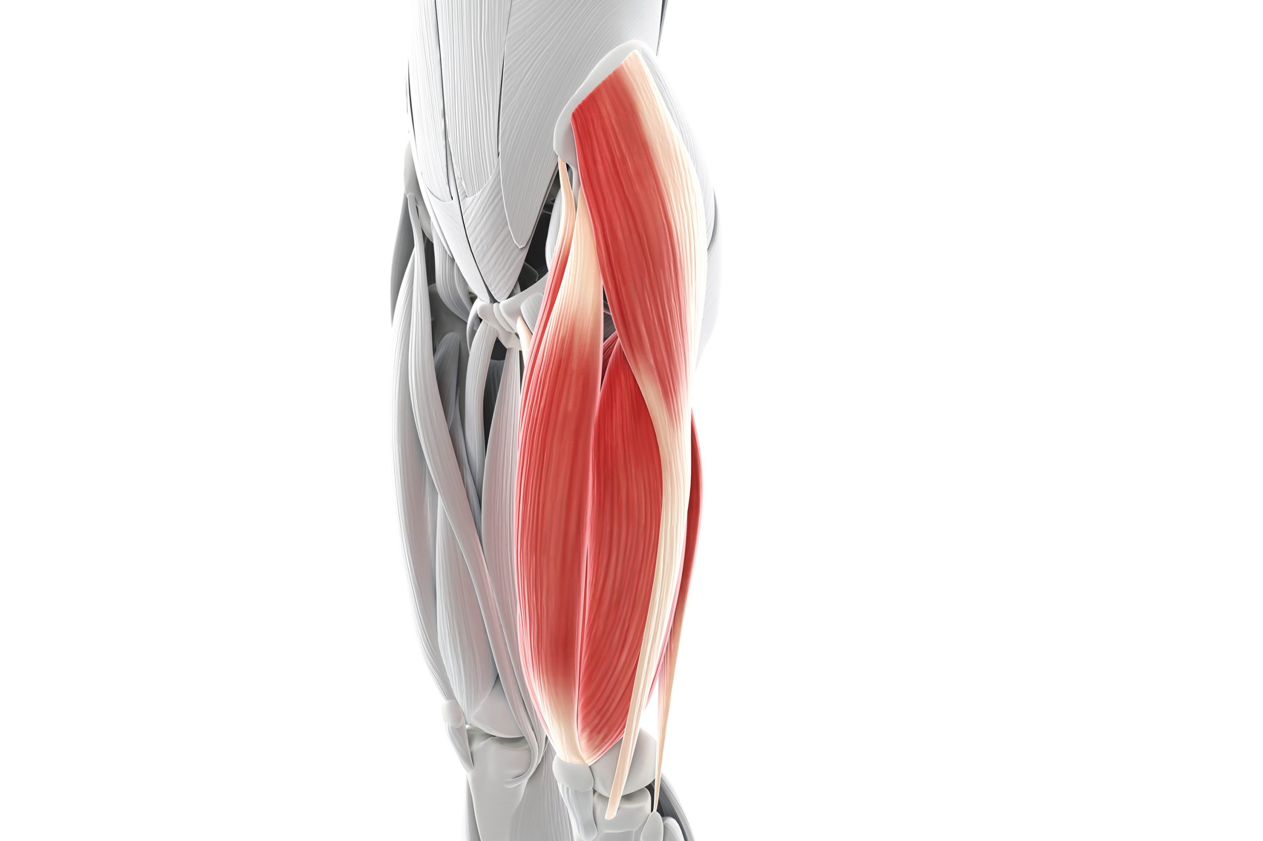 Why is quad strength important for triathletes? | 220 Triathlon